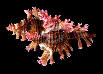 骨螺总科 Muricacea 蓝色动物学（中国动物学科普）